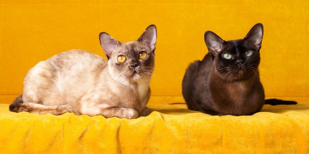 Guide to cat breeds: Characteristics, care and living situations ...